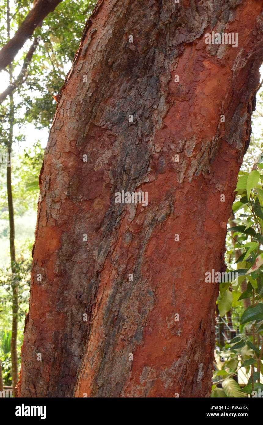 Mature tree trunks here on the island of Penang, Malaysia Stock Photo ...