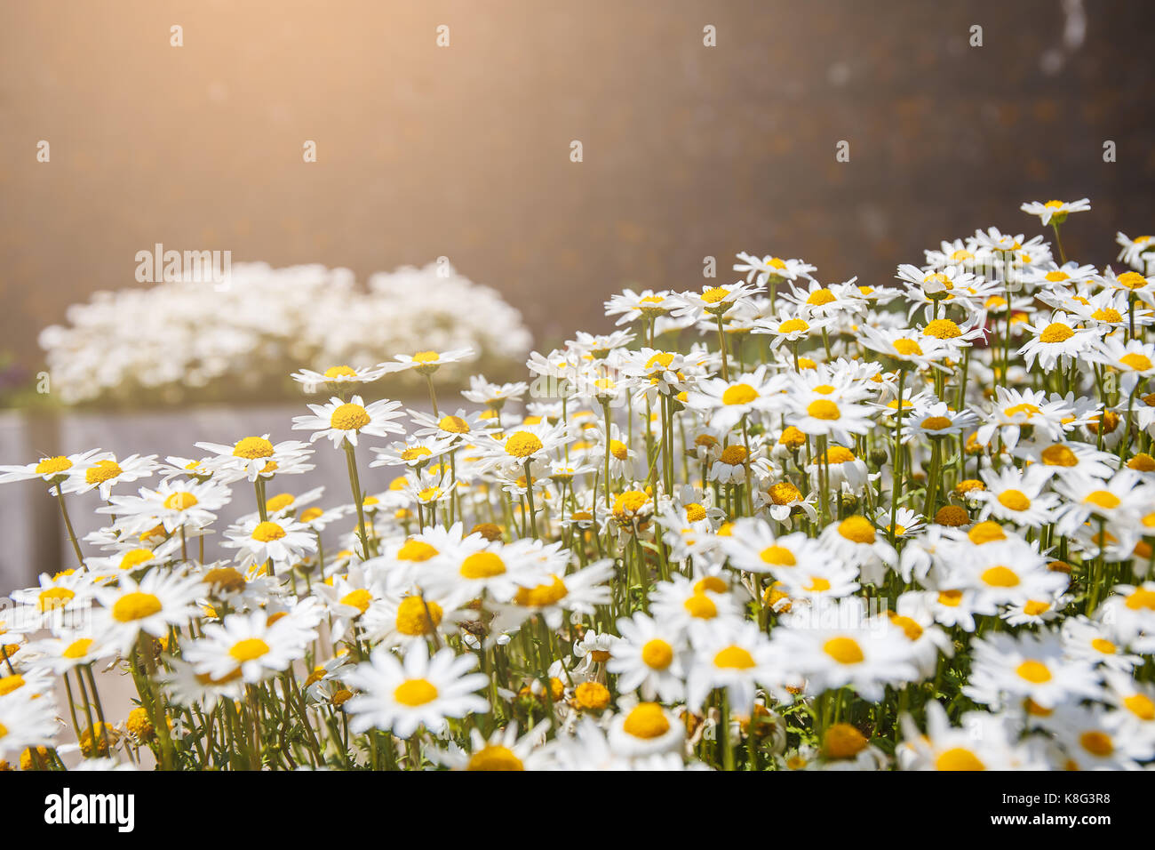 Dasie flower hi-res stock photography and images - Alamy