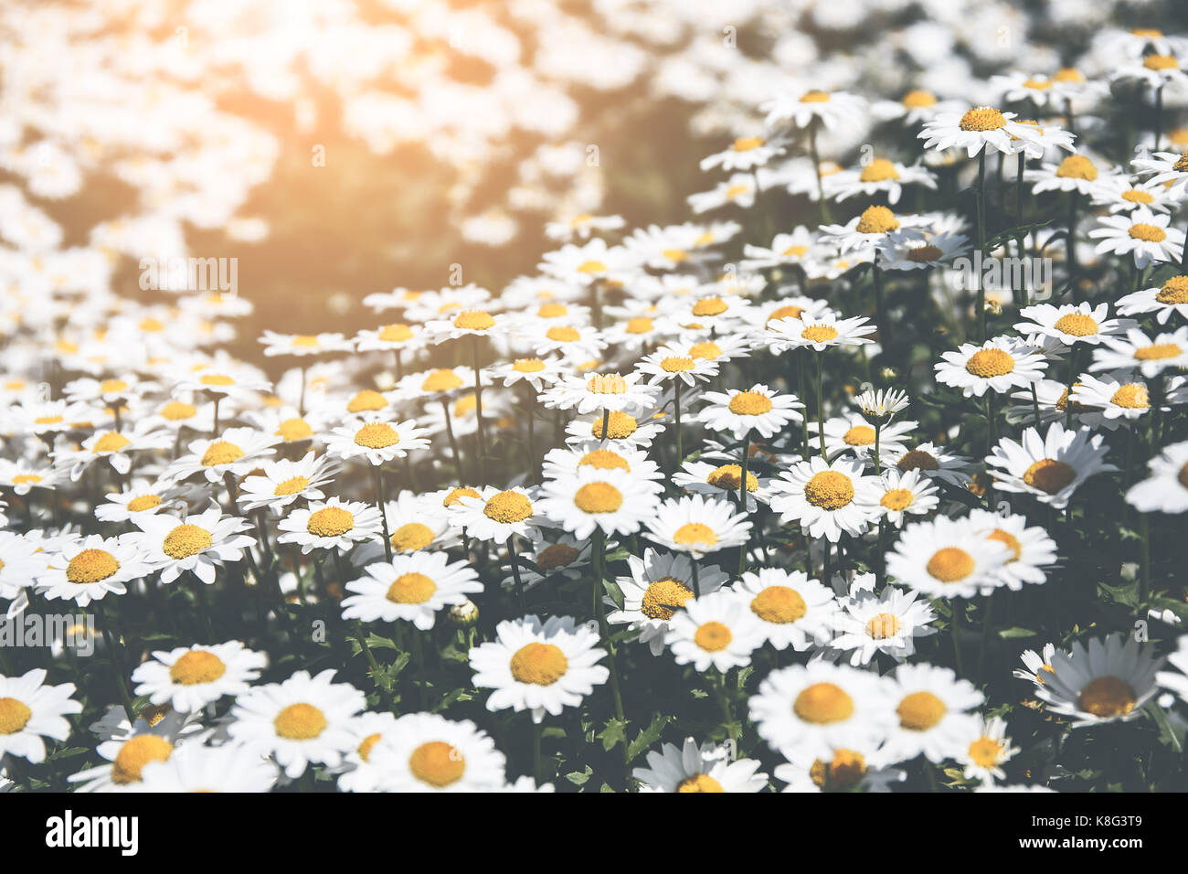 Dasie flower hi-res stock photography and images - Alamy