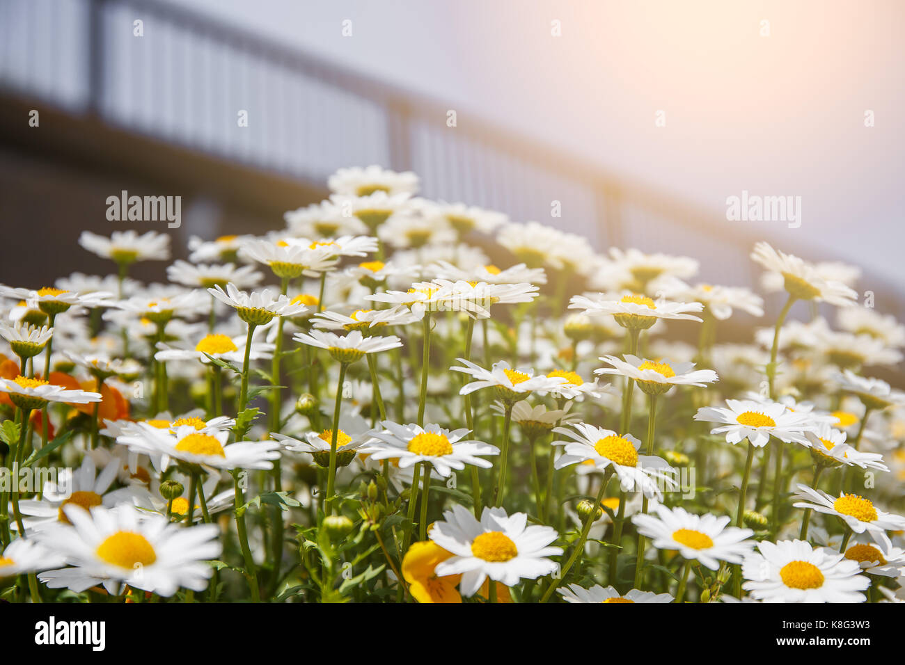 Dasie flower in plant at garden Stock Photo - Alamy