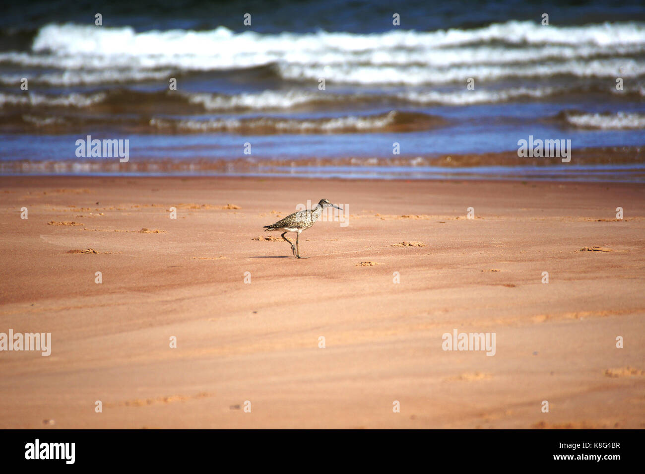 Bird on PEI beach Stock Photo - Alamy