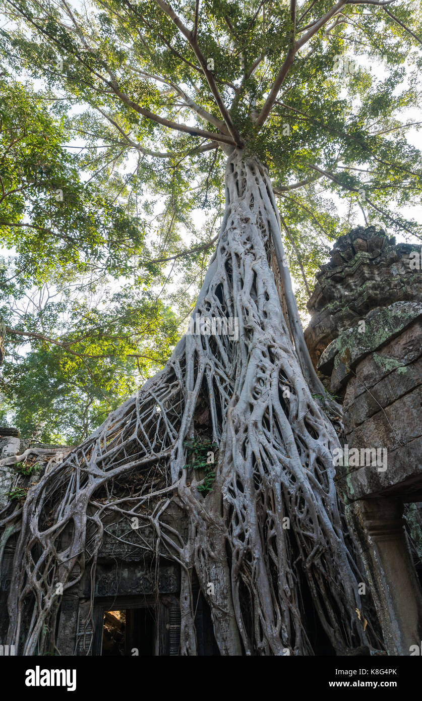 Big tree over Ta Prohm temple in siem reap cambodia Stock Photo - Alamy