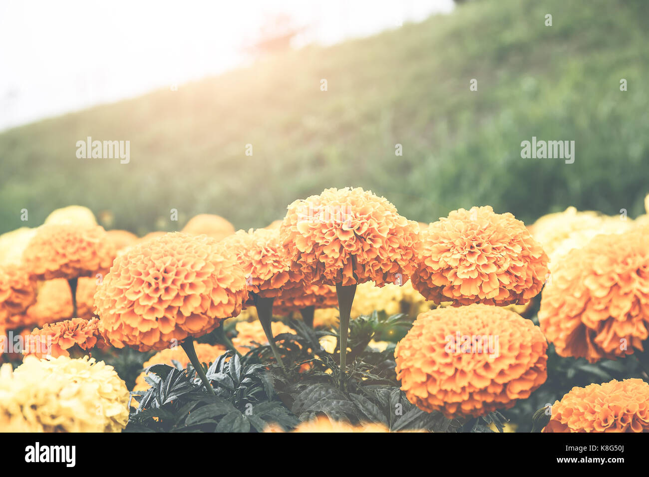marigold flower in garden Stock Photo - Alamy