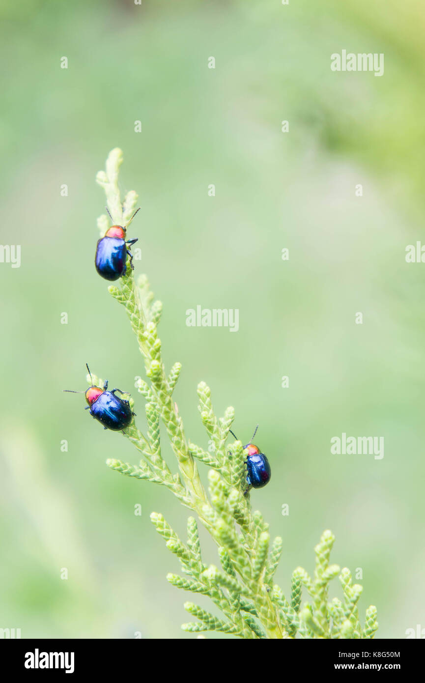 ladybugs in ourdoors , Insect on the tree Stock Photo - Alamy