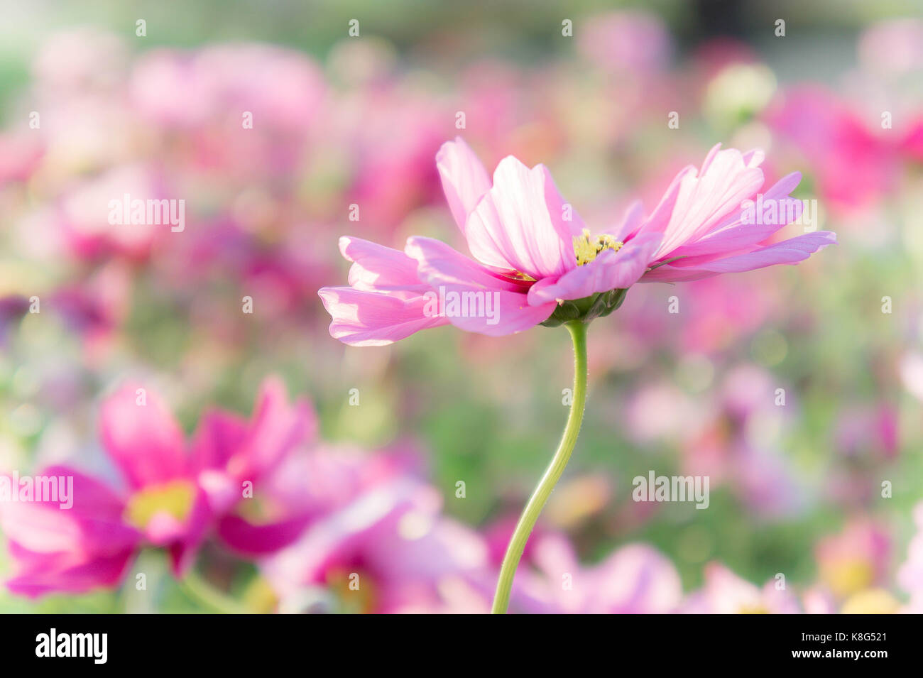 pink cosmos flowers , daisy blossom flowers in the garden Stock Photo ...