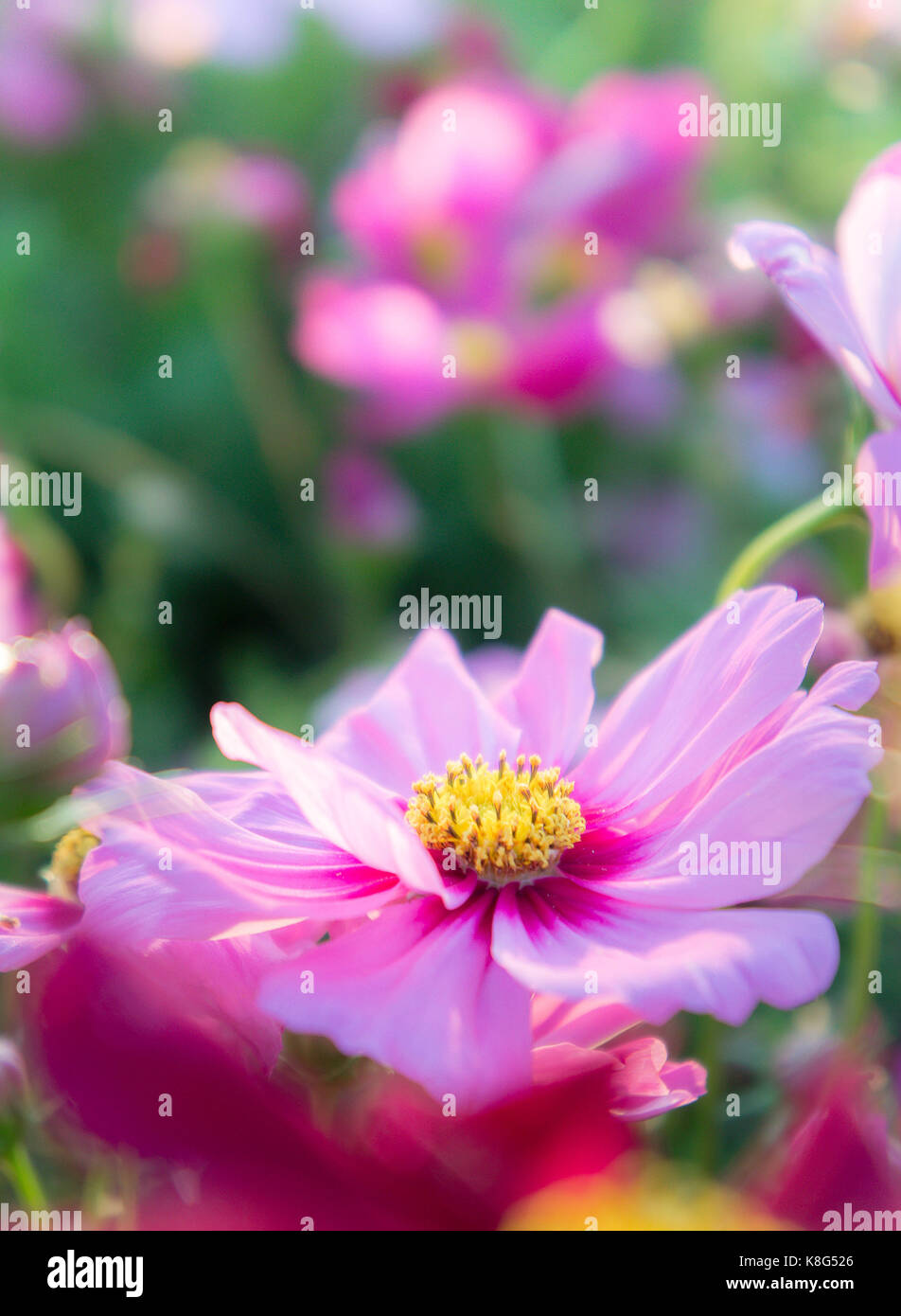 pink cosmos flowers , daisy blossom flowers in the garden Stock Photo ...