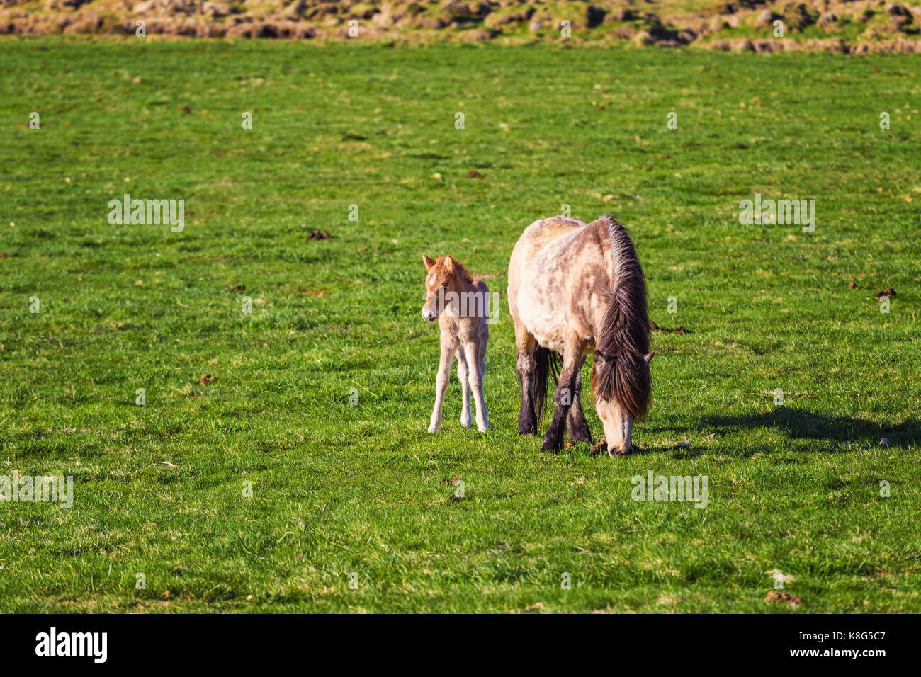 Foal legs hi-res stock photography and images - Alamy