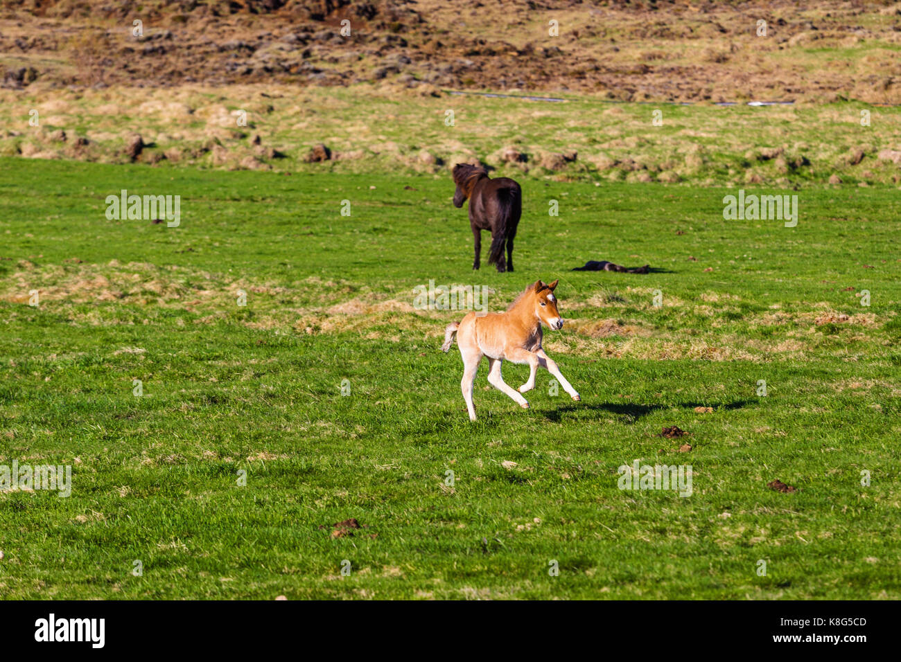 Brown Icelandic foal horse in spring during sunny day Stock Photo - Alamy