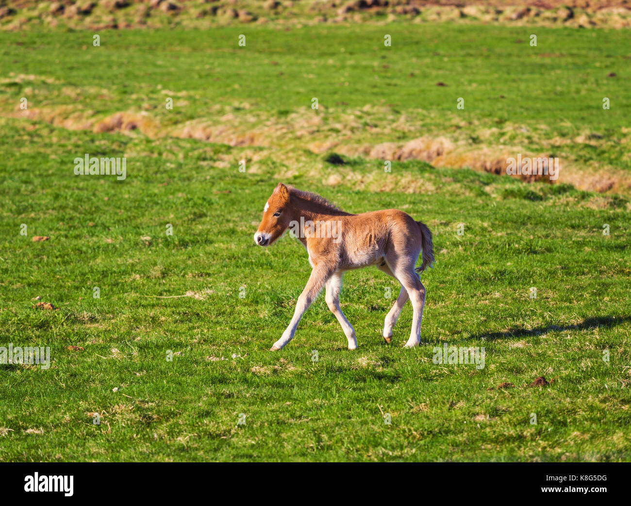 Brown Icelandic foal horse in spring during sunny day Stock Photo - Alamy