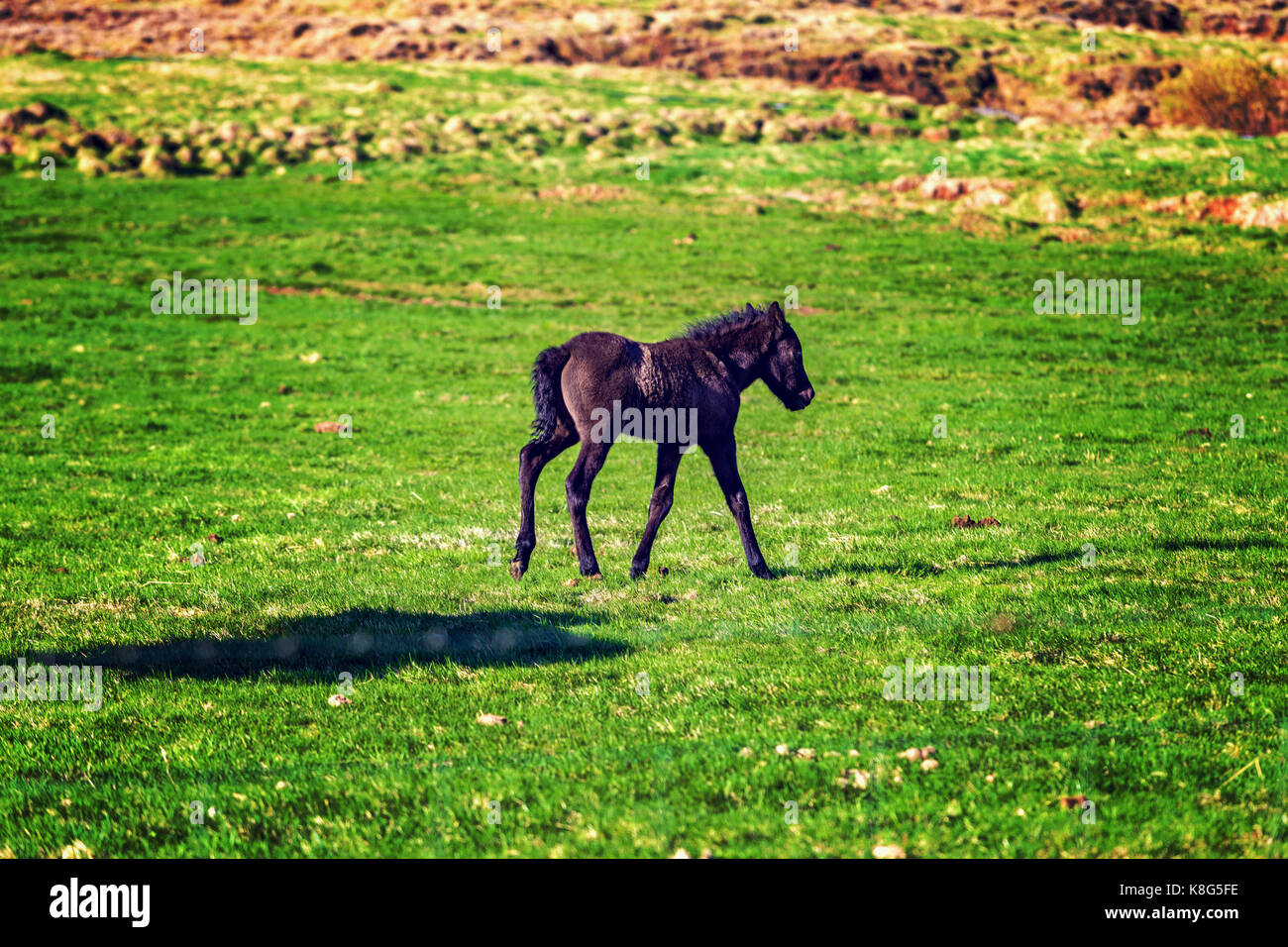Spring horse grass hi-res stock photography and images - Alamy