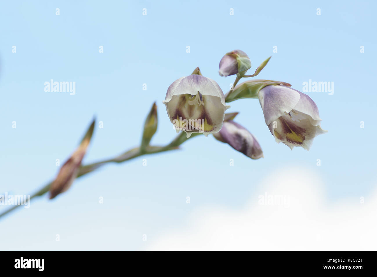South african gladiolus hi-res stock photography and images - Alamy