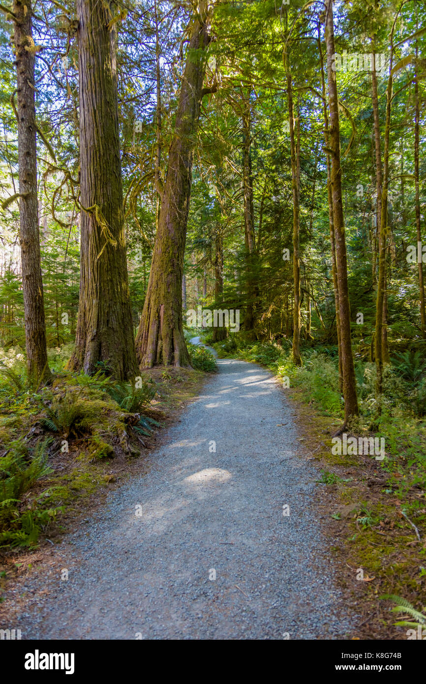Trail though woods in the Historic town of Newhalem in North Cascades ...