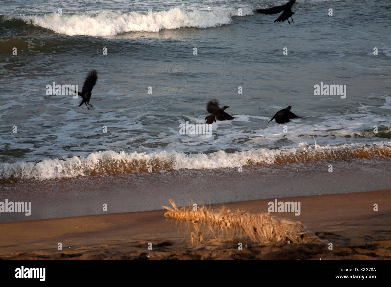 beach wadduwa western province sri lanka Stock Photo - Alamy
