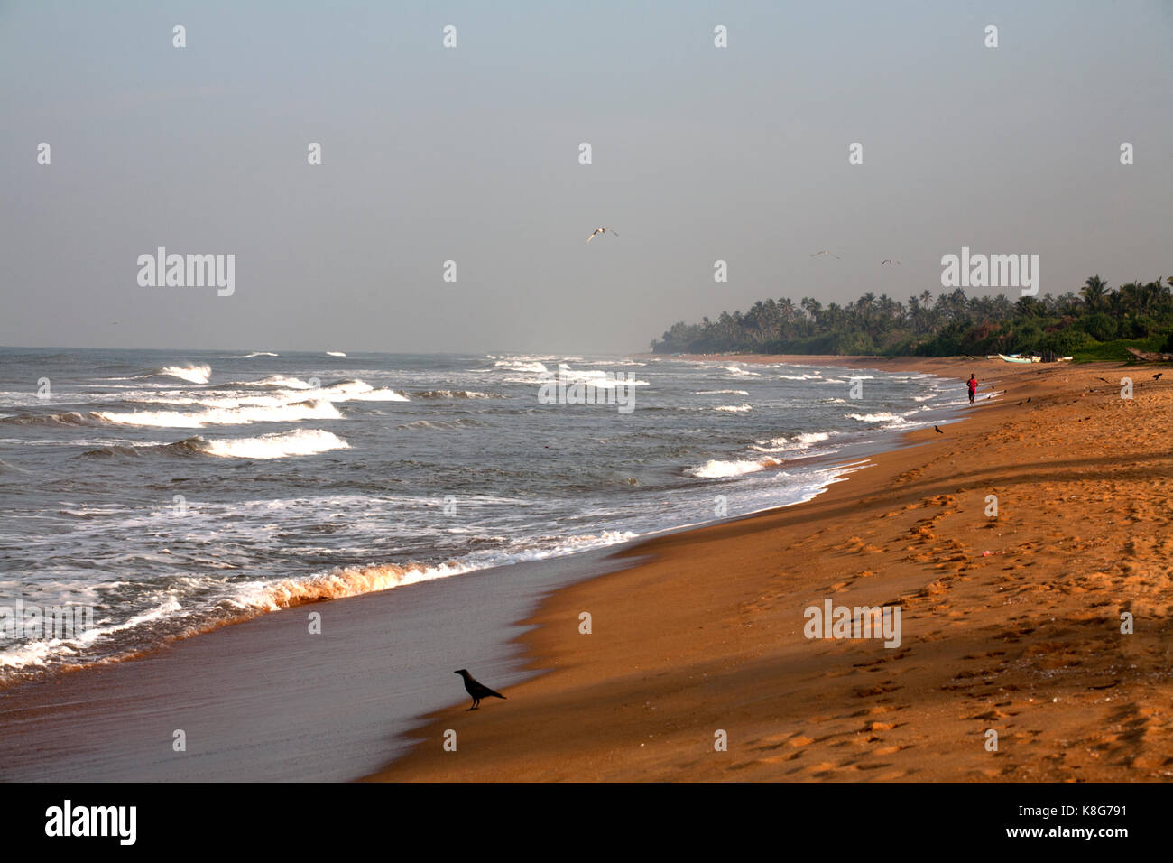 Wadduwa beach hi-res stock photography and images - Alamy