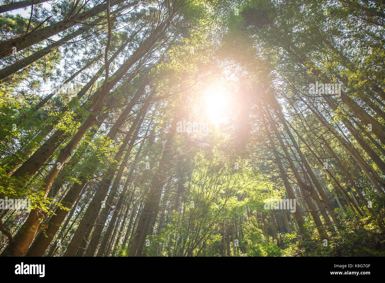 Trees in the forest with sunlight Stock Photo - Alamy
