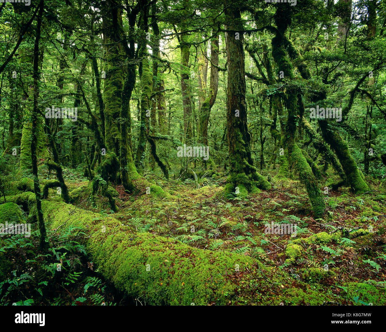 New Zealand. South Island. Moss covered rainforest Stock Photo - Alamy