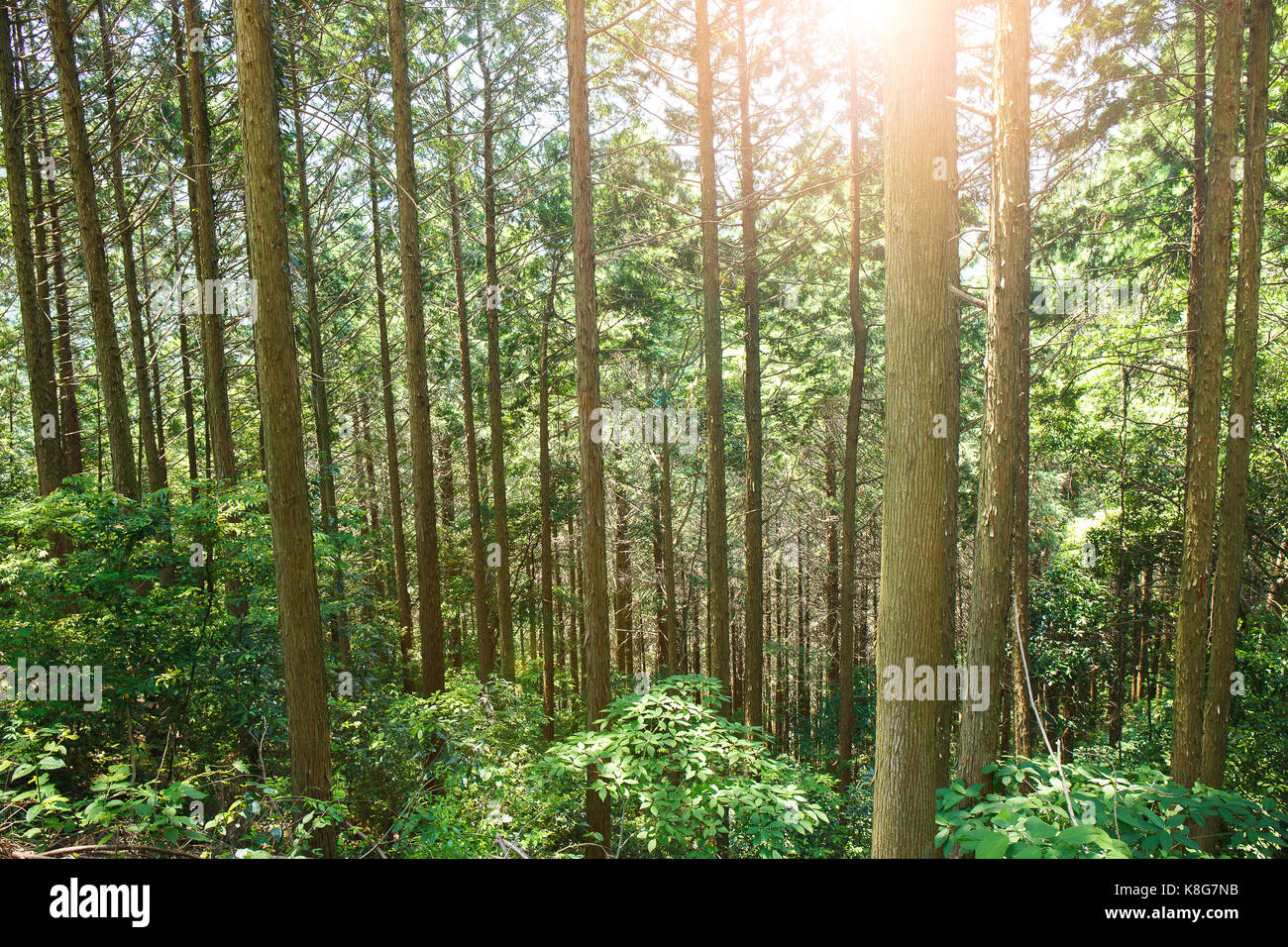Trees in the forest with sunlight Stock Photo - Alamy