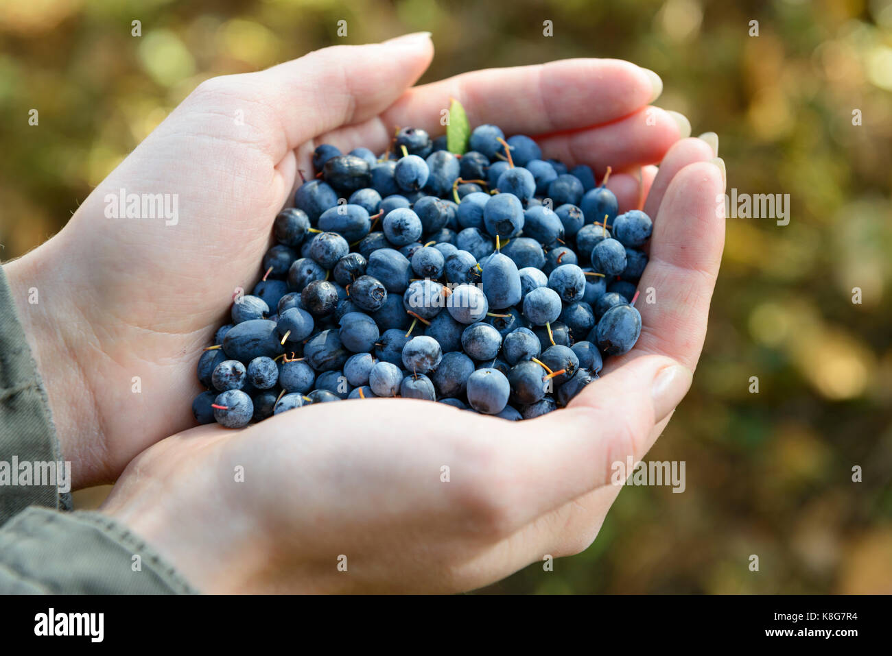 wild blueberries and blackberries in the hands of Stock Photo - Alamy