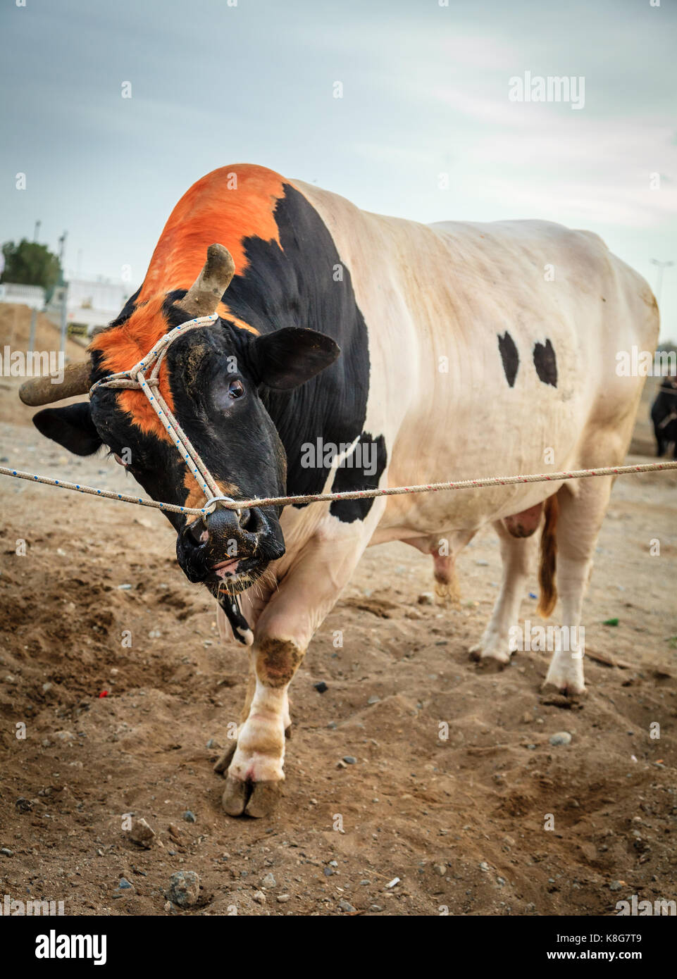Black bull ring nose hi-res stock photography and images - Alamy
