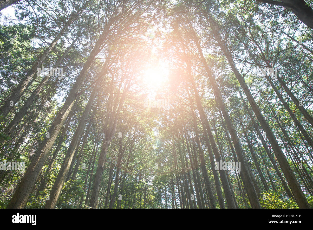 Trees in the forest with sunlight Stock Photo - Alamy