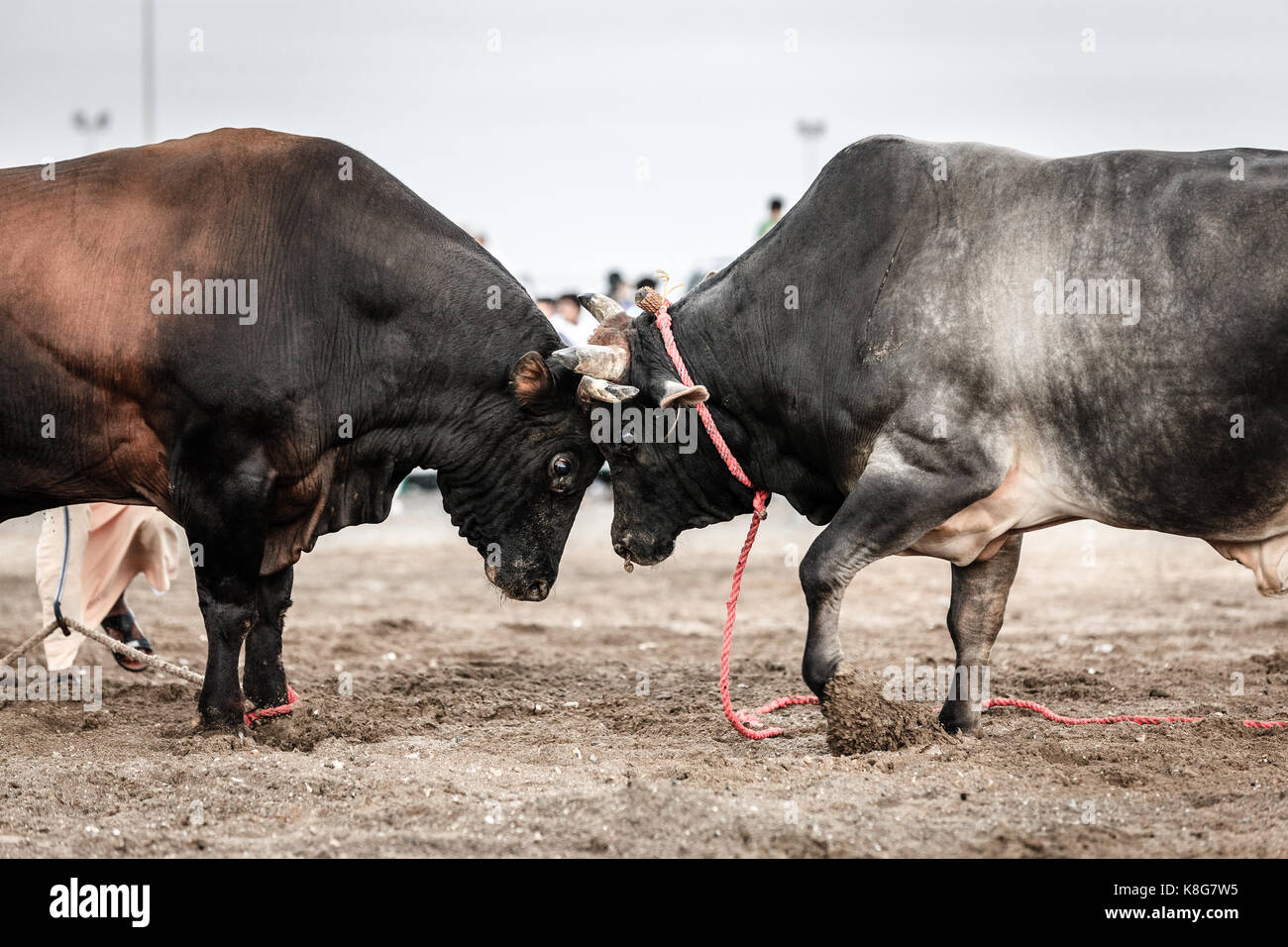 Fighting bull hi-res stock photography and images - Alamy