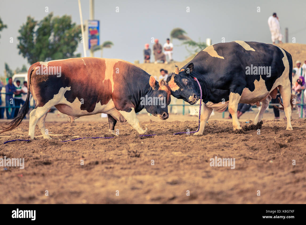 Bulls are fighting in a traditional competition in Fujairah, UAE Stock ...