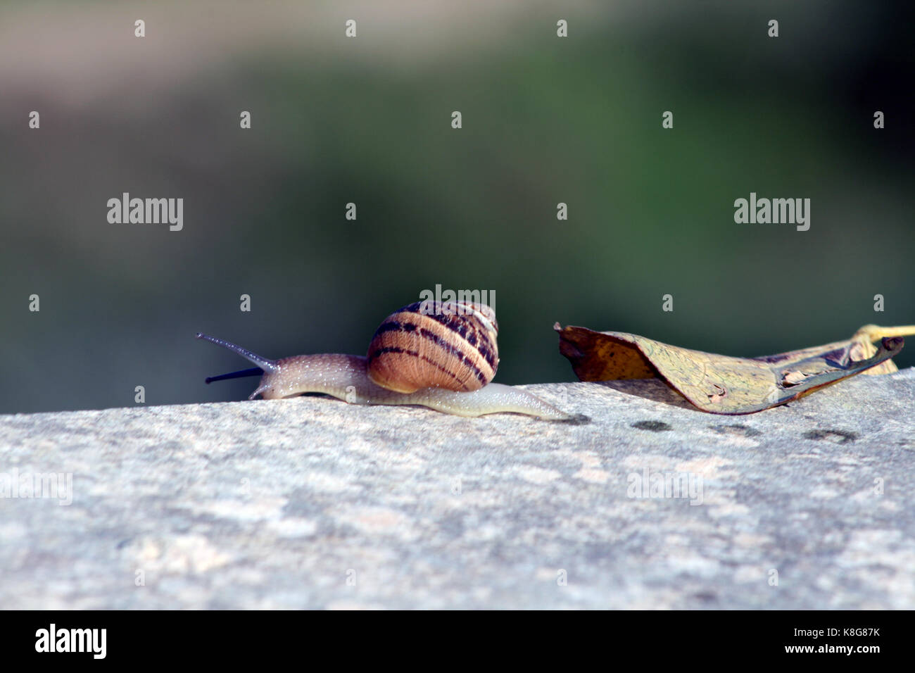 Land snail winter hi-res stock photography and images - Alamy