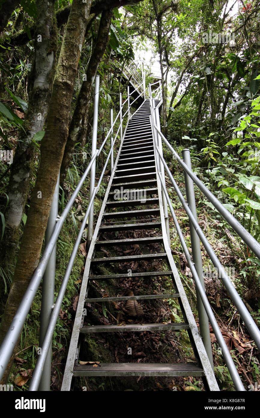 Steep stairs in the rainforest Stock Photo - Alamy