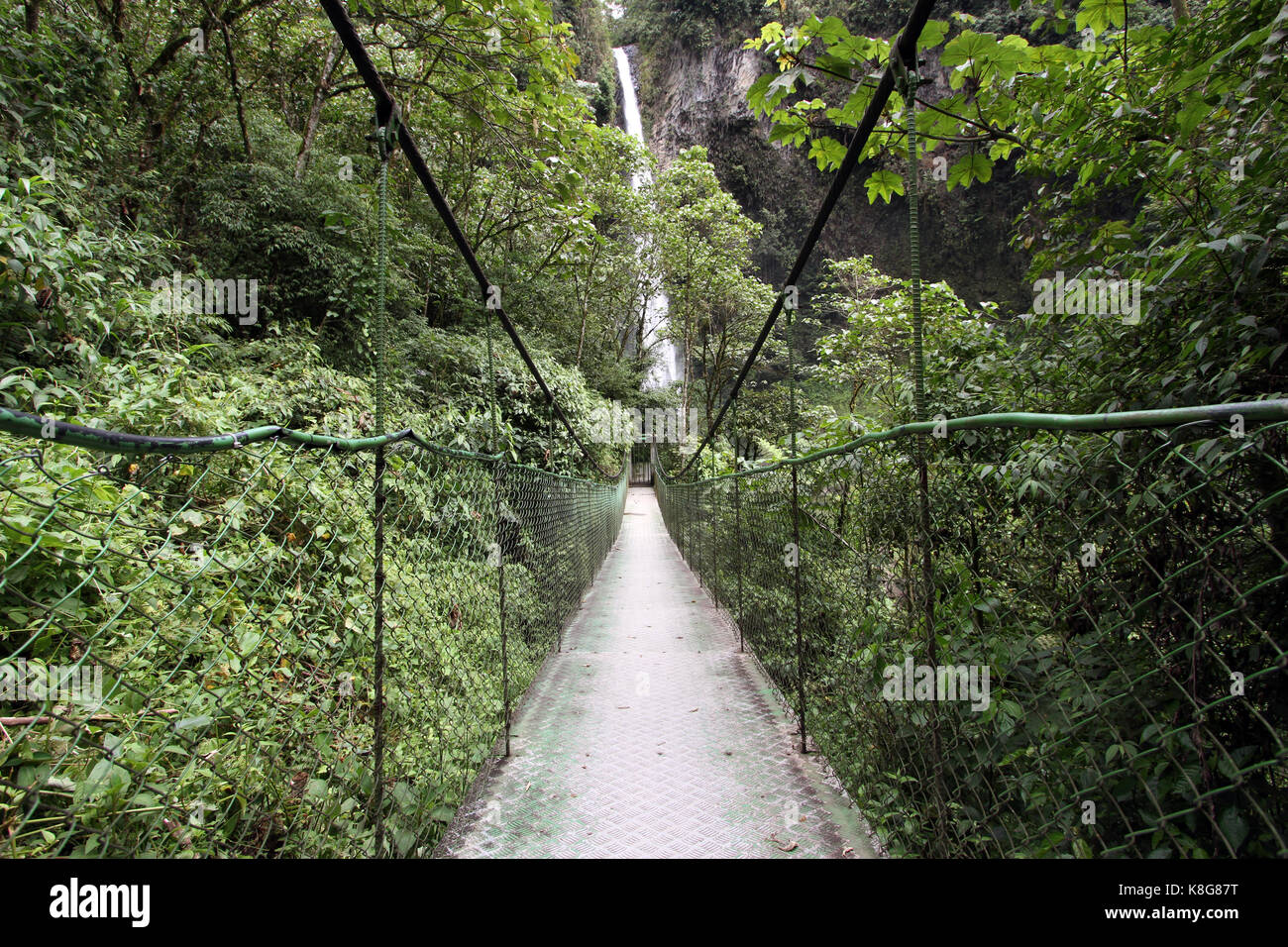 Swing bridge in the rainforest Stock Photo - Alamy