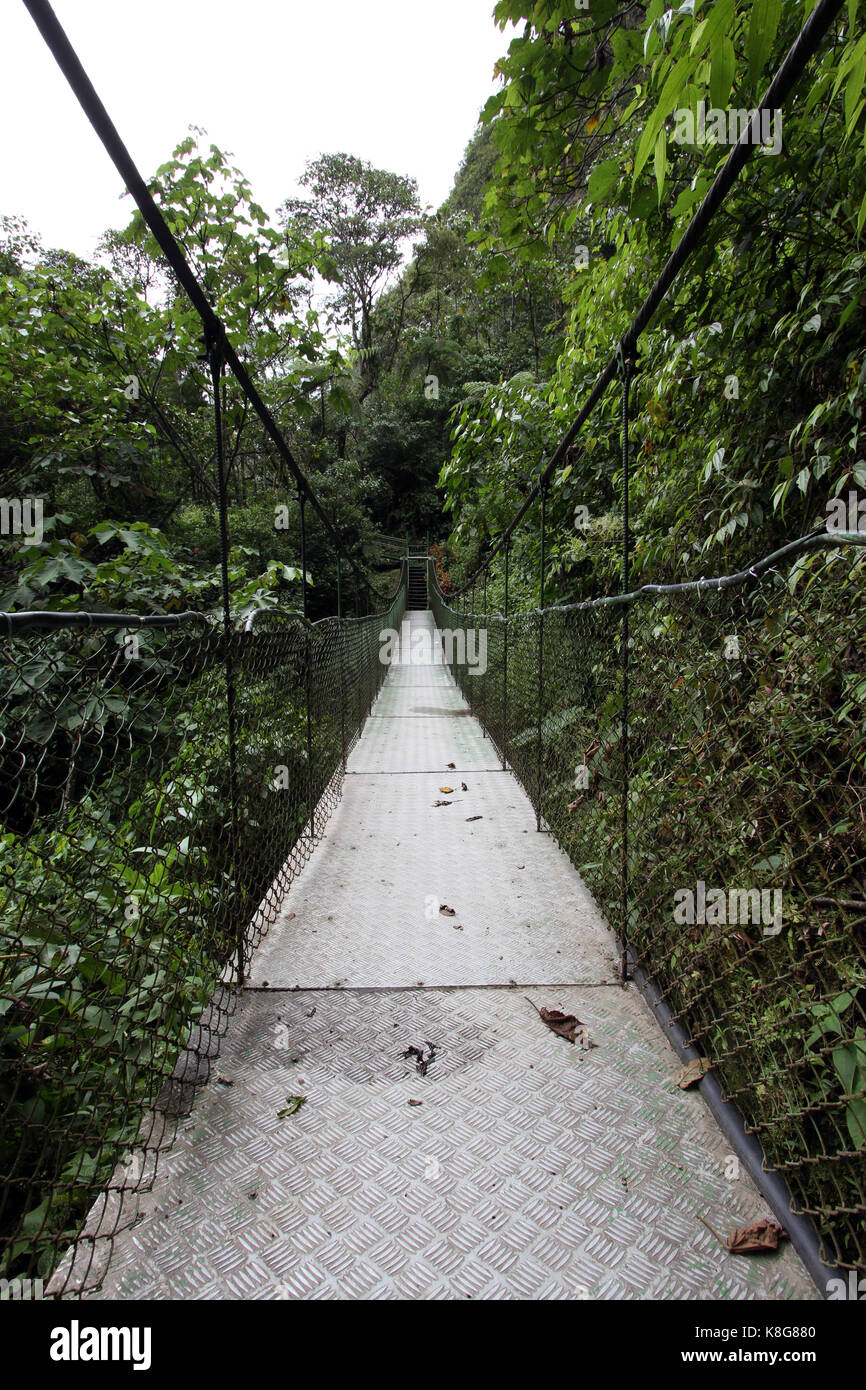Swing bridge in the rainforest Stock Photo - Alamy