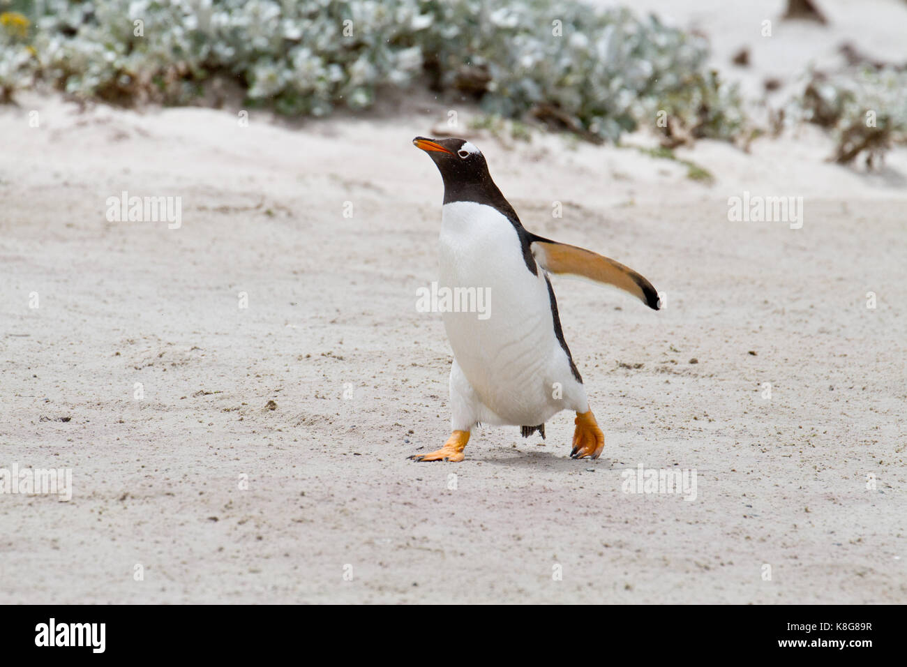 Penguin camouflage hi-res stock photography and images - Alamy