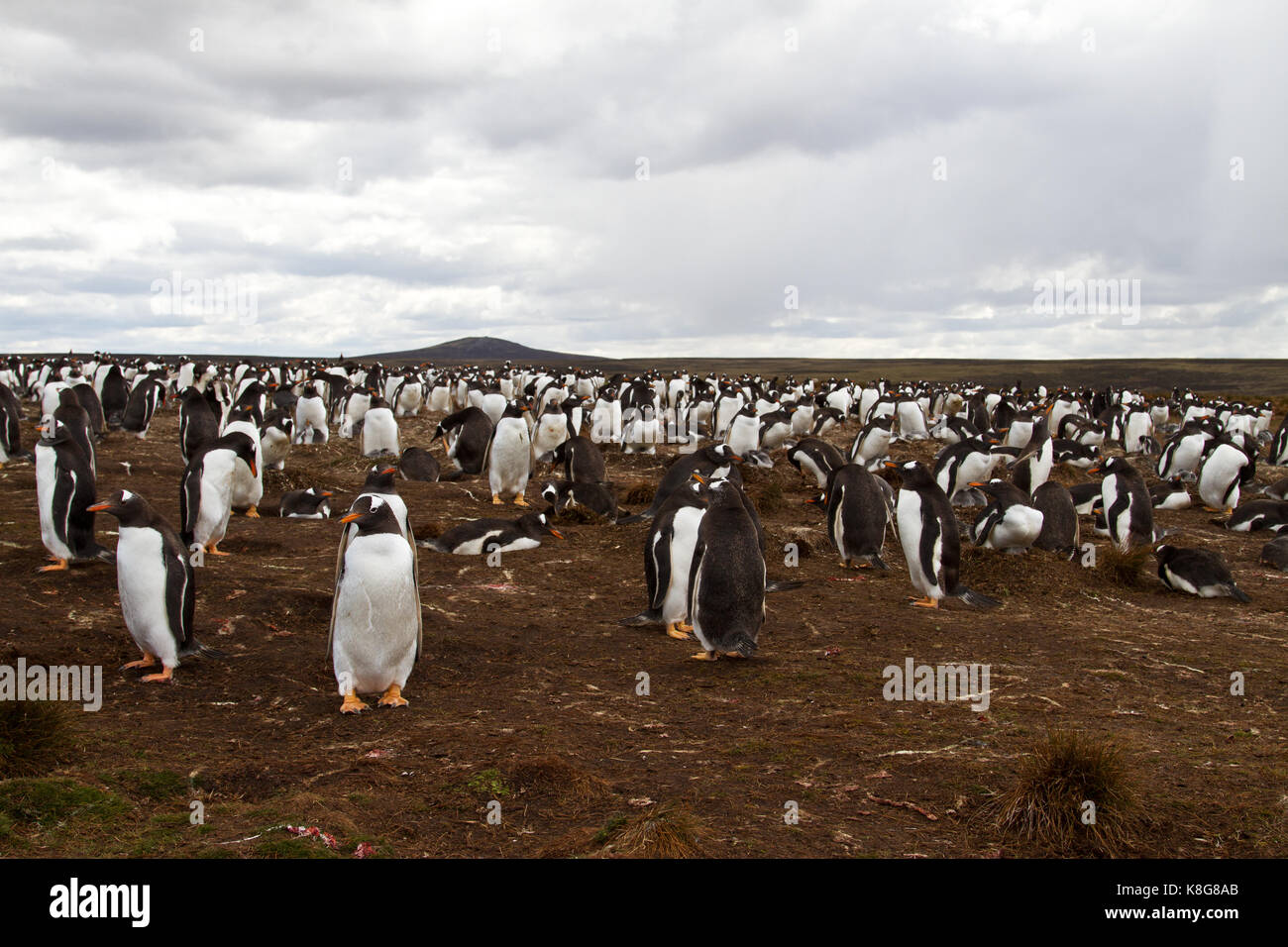 Gentoo penguin colony, falkland islands Stock Photo - Alamy