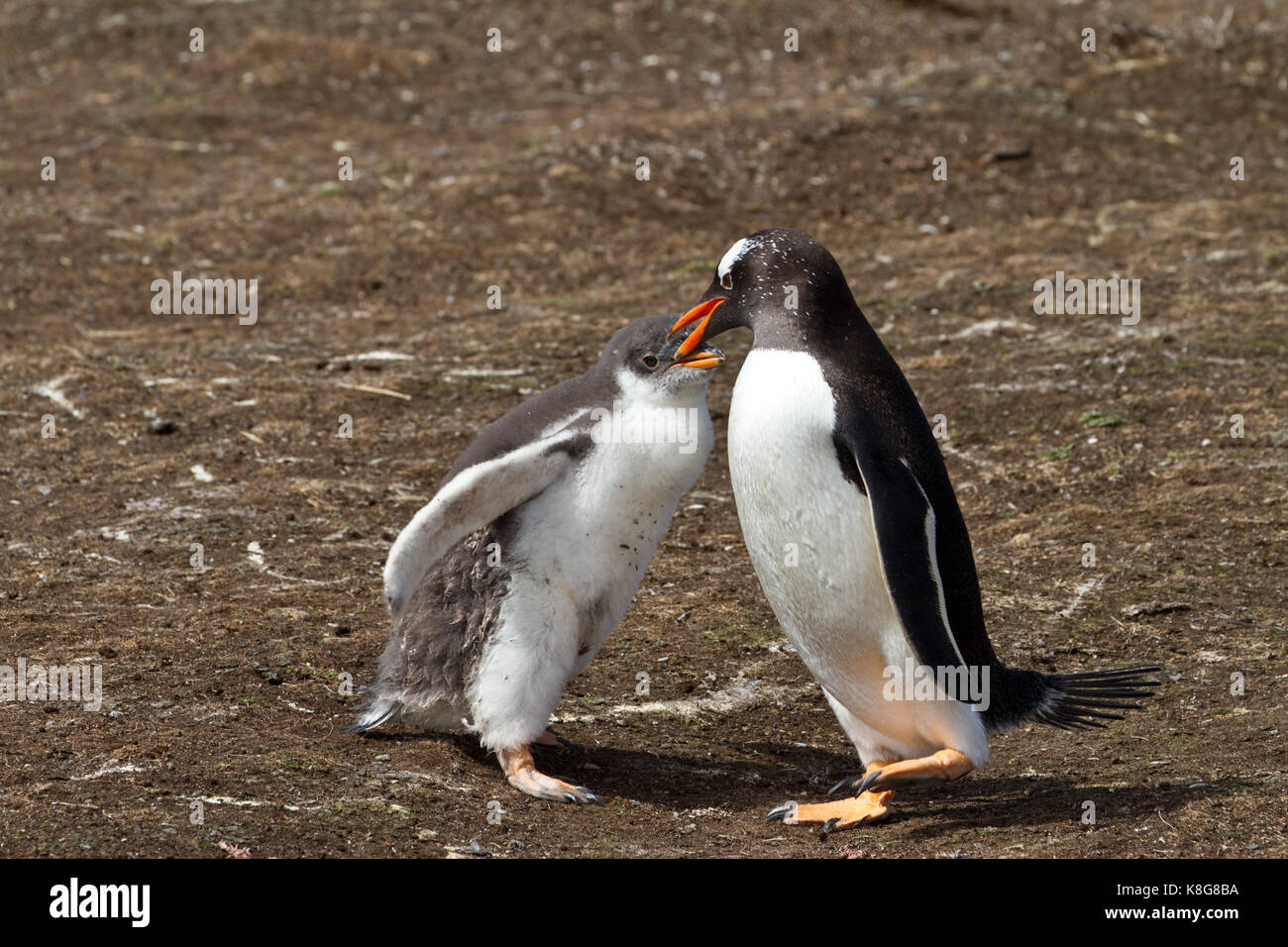 Penguin mother feeding young hi-res stock photography and images - Alamy