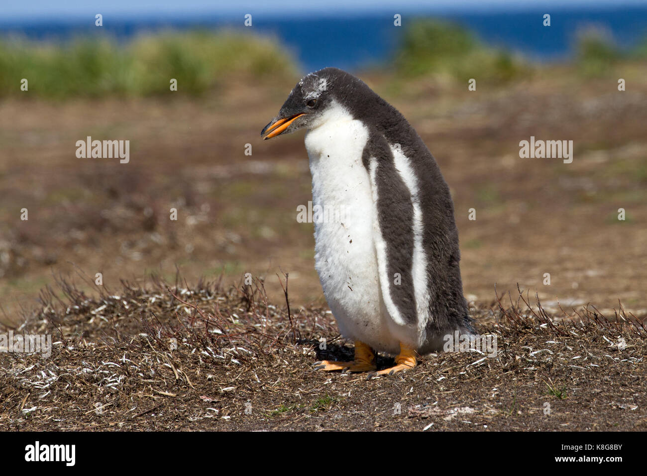 Antarctica penguin chick hatching hi-res stock photography and images ...