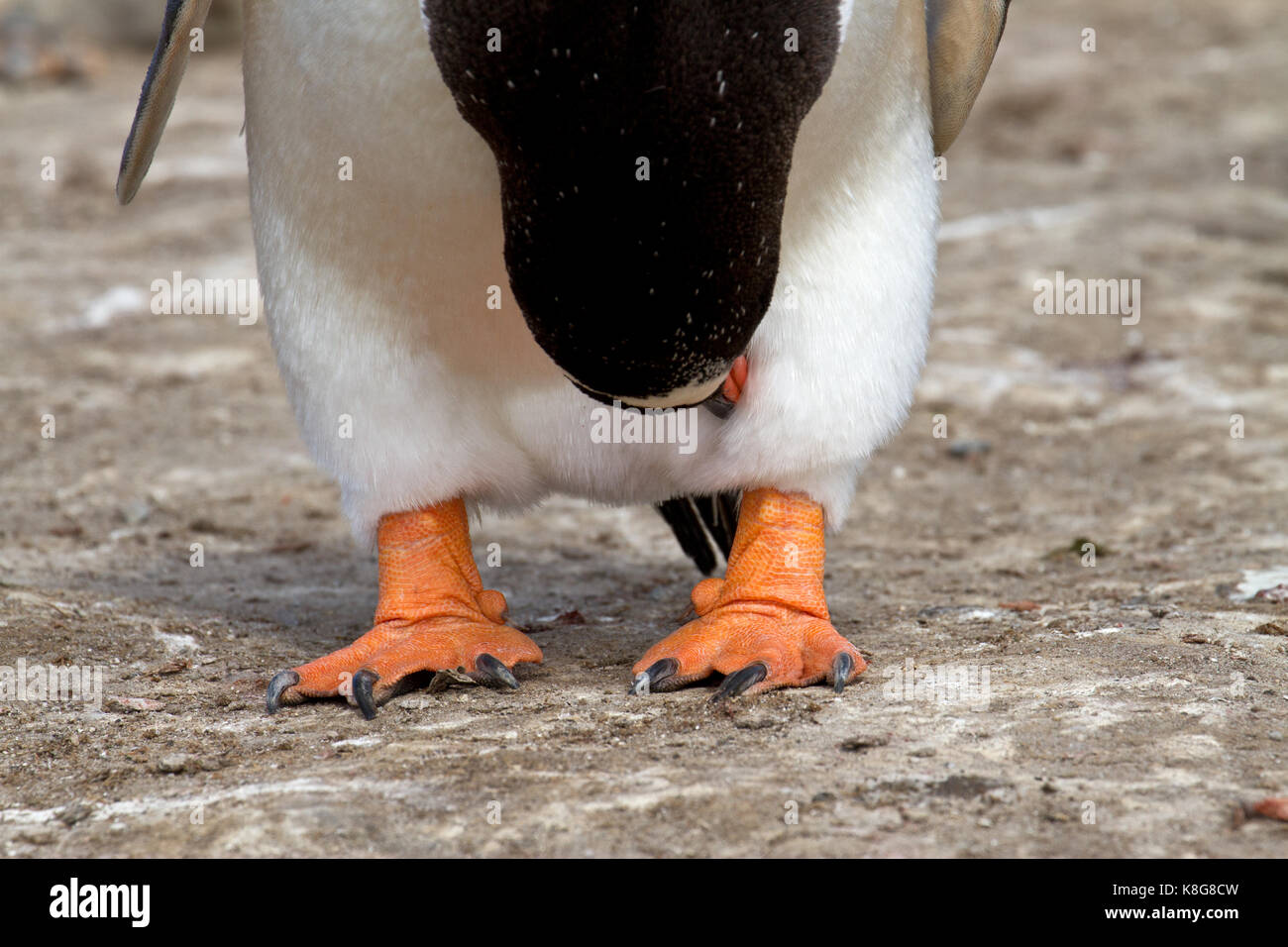 Penguin Feet High Resolution Stock Photography and Images - Alamy