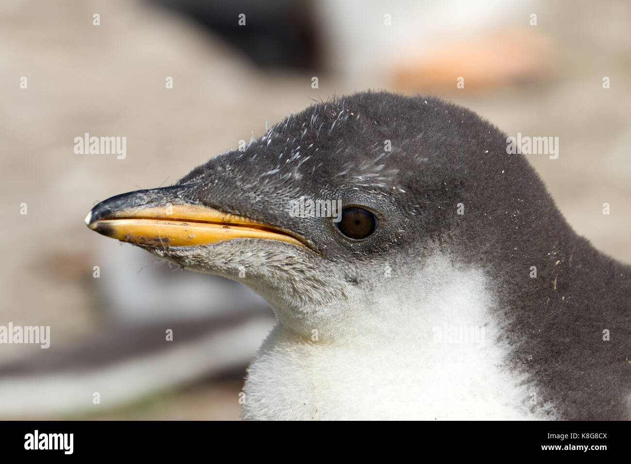 Antarctica penguin chick hatching hi-res stock photography and images ...