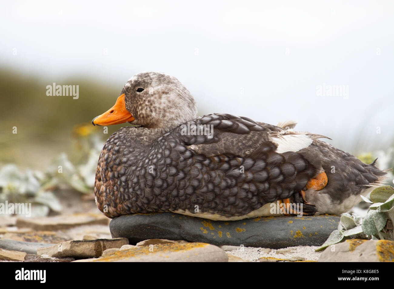 Flightless steamerduck hi-res stock photography and images - Alamy