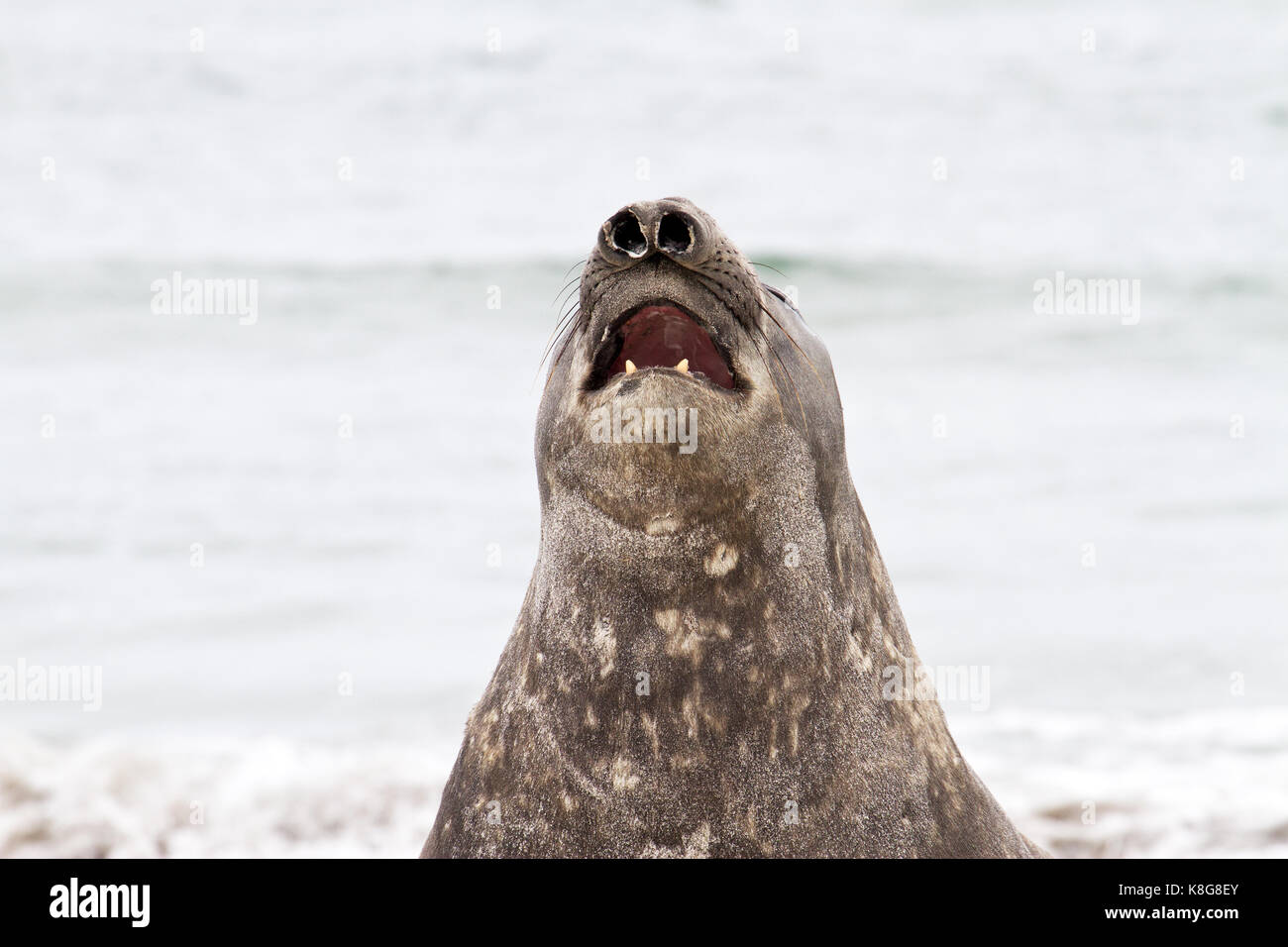 Southern elephant seal is crying around Stock Photo - Alamy