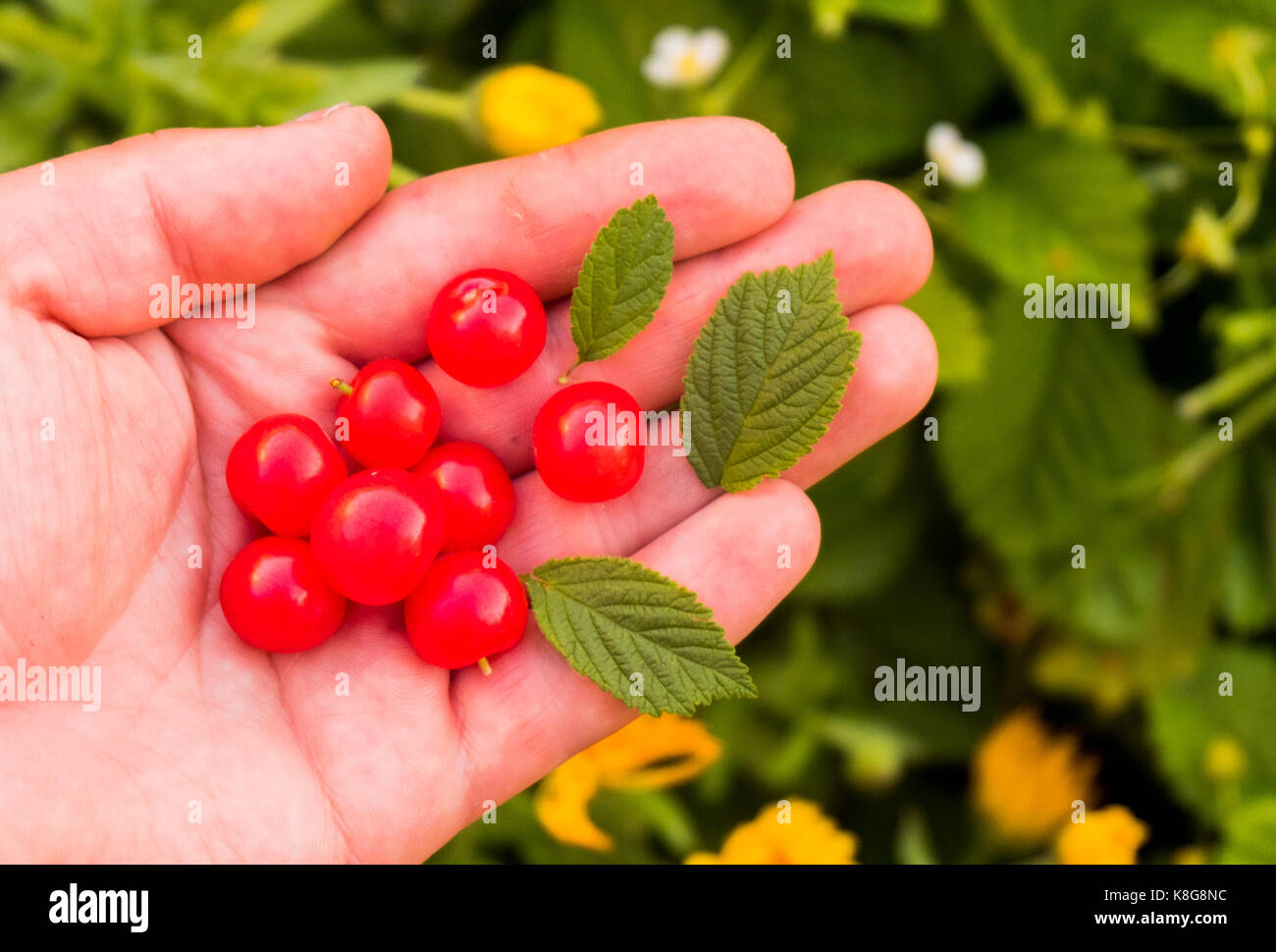 Cropped hand of woman holding cherries at farm Stock Photo - Alamy