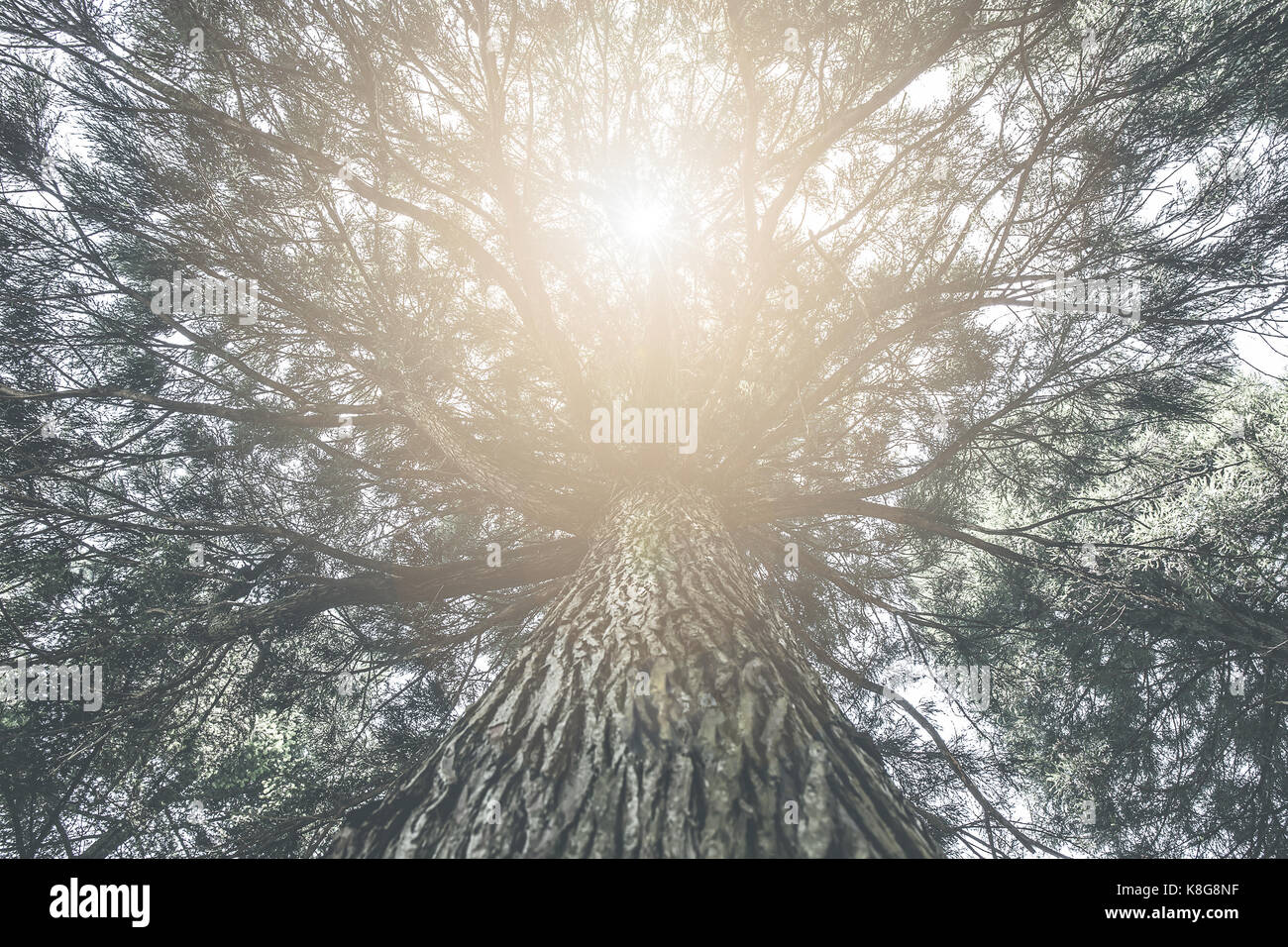Pine image taken from below with sunlight Stock Photo - Alamy