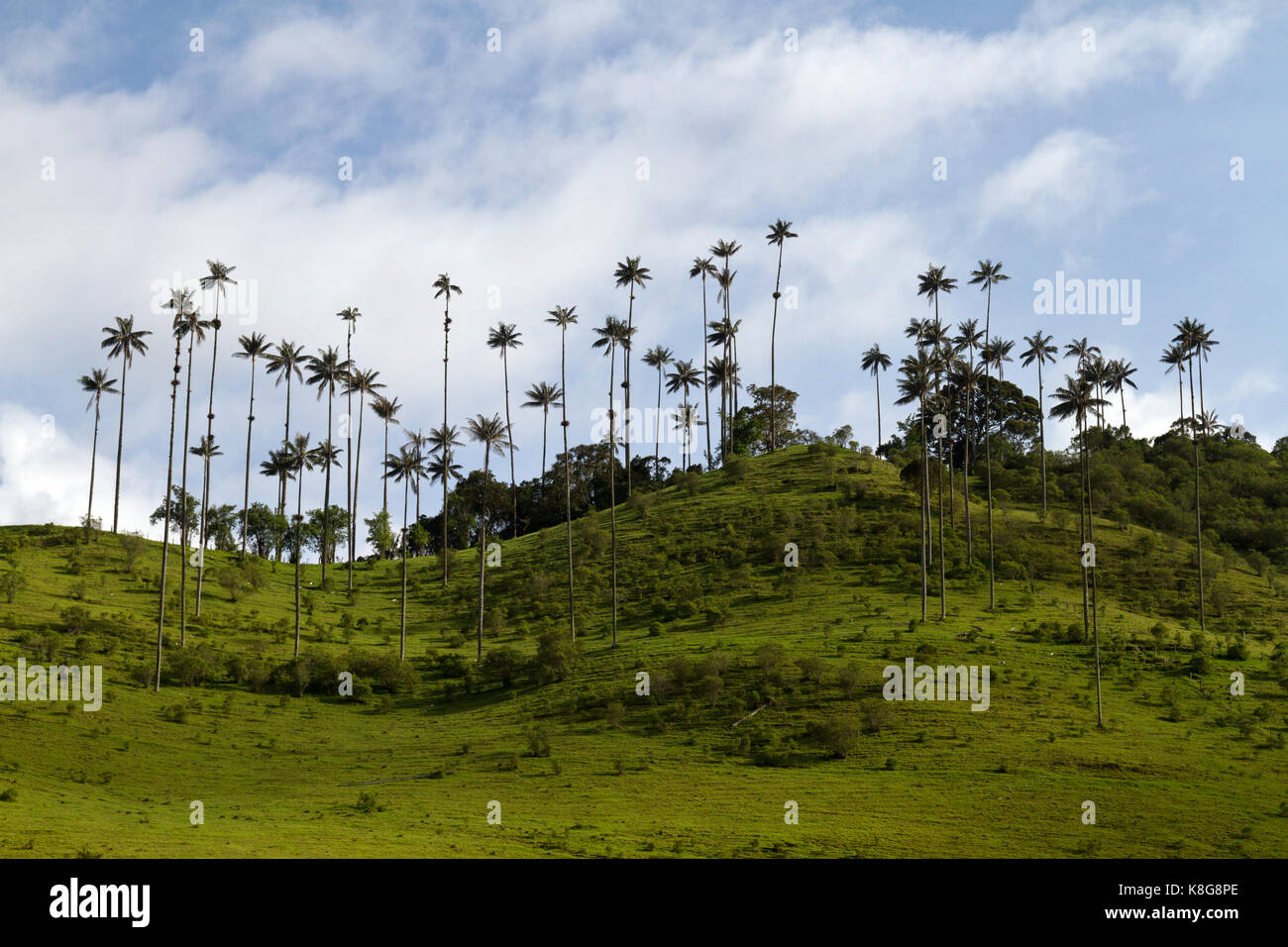 Wax palm tree colombia hi-res stock photography and images - Alamy