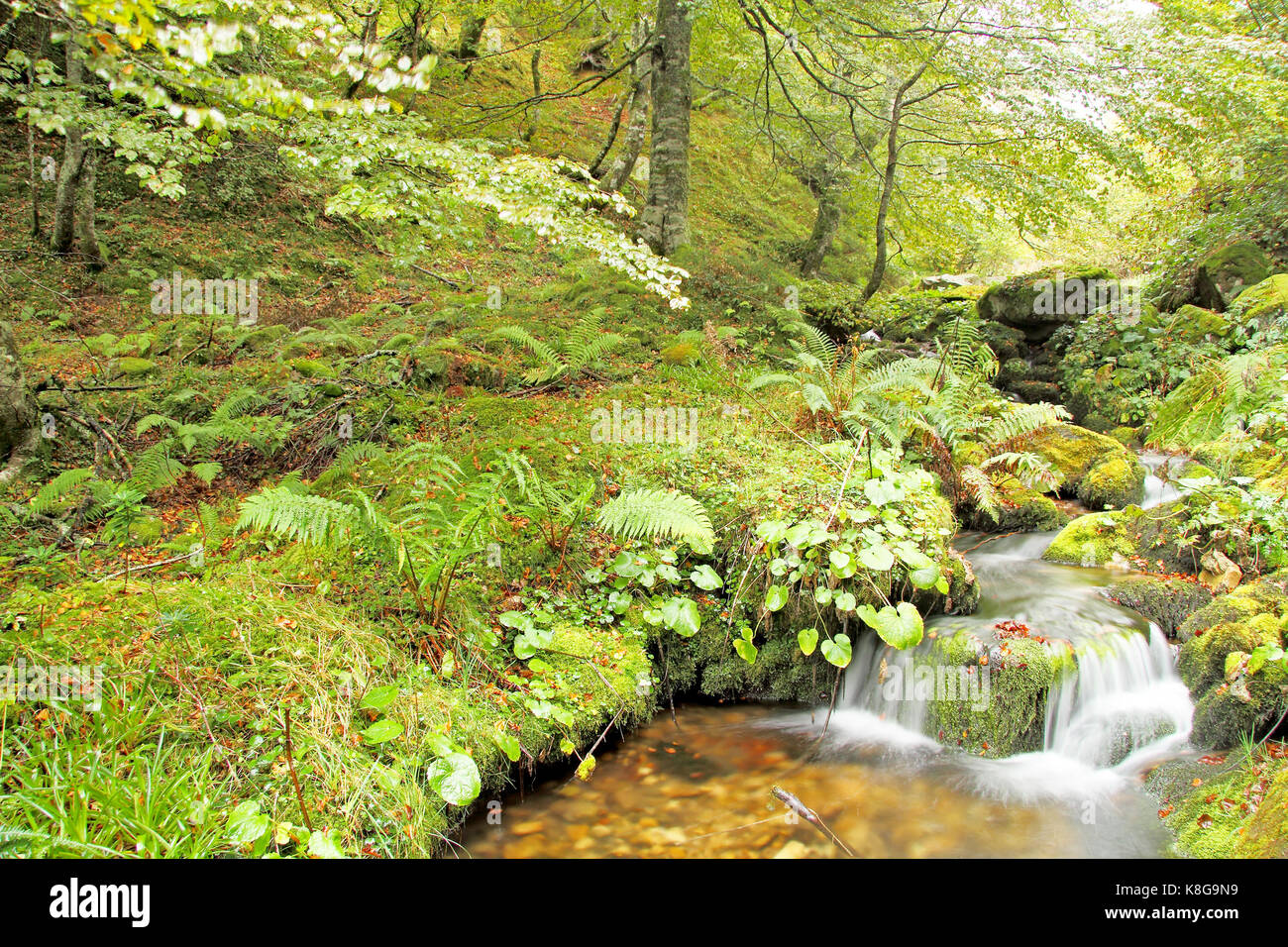 Stream in beech forest Stock Photo - Alamy