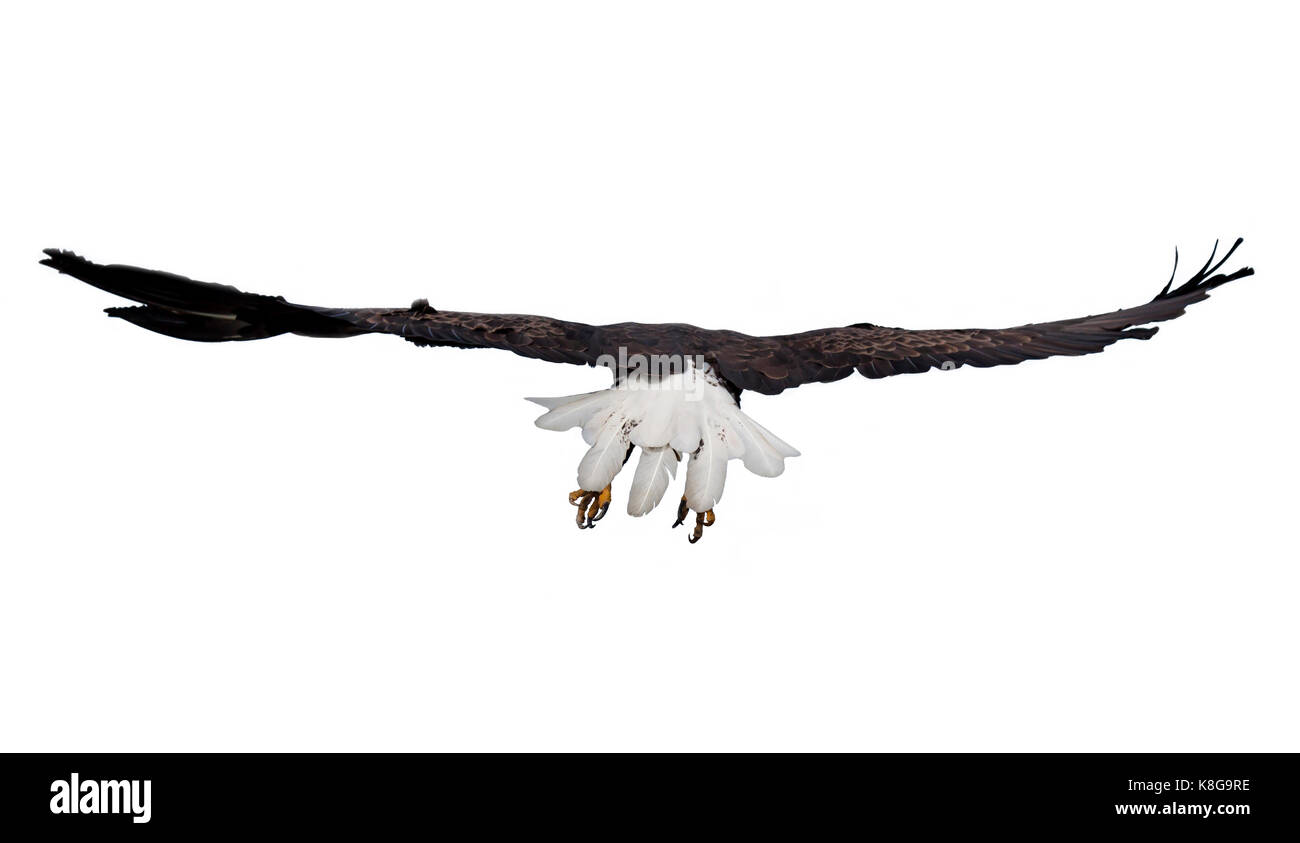 Spread tail feathers Cut Out Stock Images & Pictures - Alamy