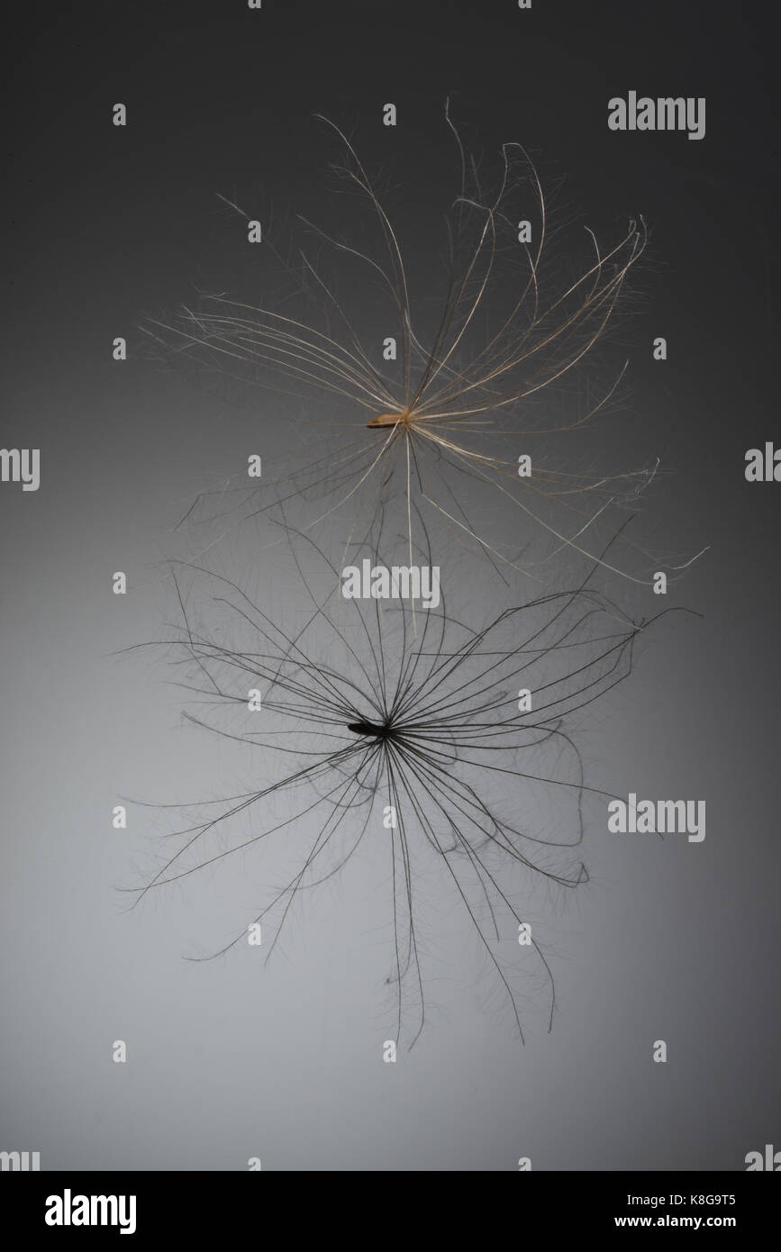 Thistle seed with thistledown to aid wind dispersal Stock Photo - Alamy
