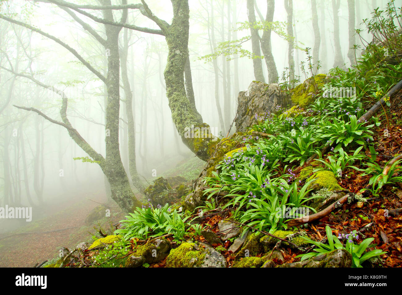 Fog in beech forest in spring, Asturias. Spain Stock Photo - Alamy