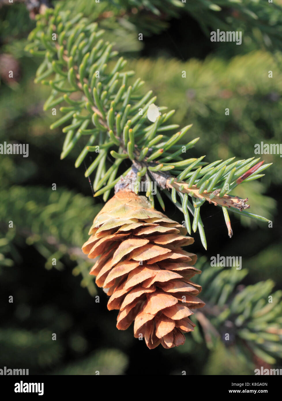 Canada, pine cone Stock Photo - Alamy