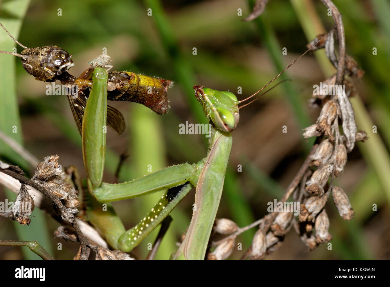 The European mantis (praying mantis) with prey Stock Photo - Alamy