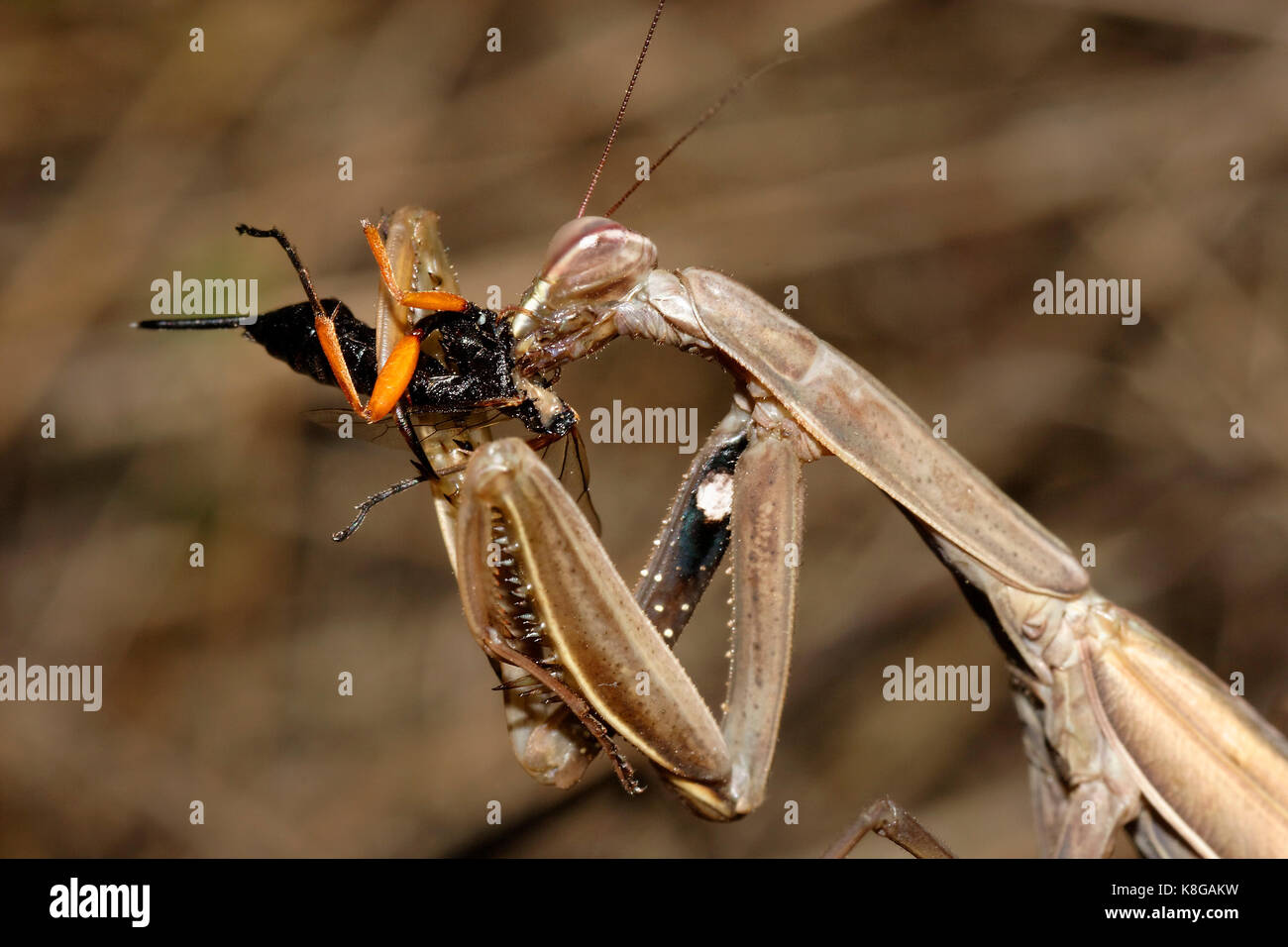 The European mantis (praying mantis) with prey Stock Photo - Alamy