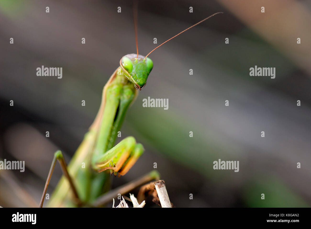 The European mantis (praying mantis) in ambush Stock Photo - Alamy