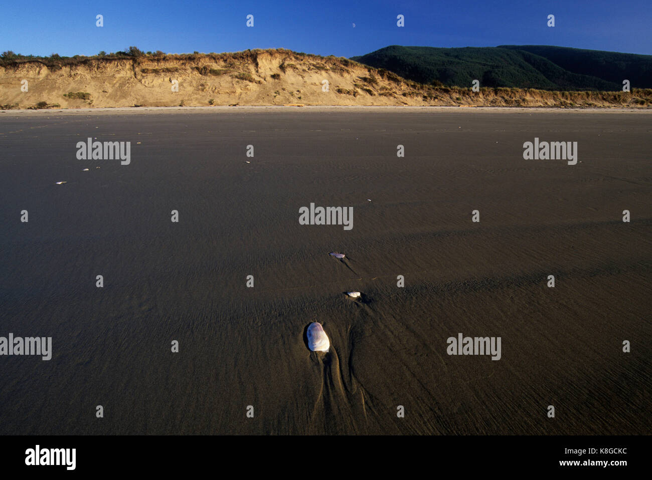 Beach, Cape Lookout State Park, Oregon Stock Photo - Alamy